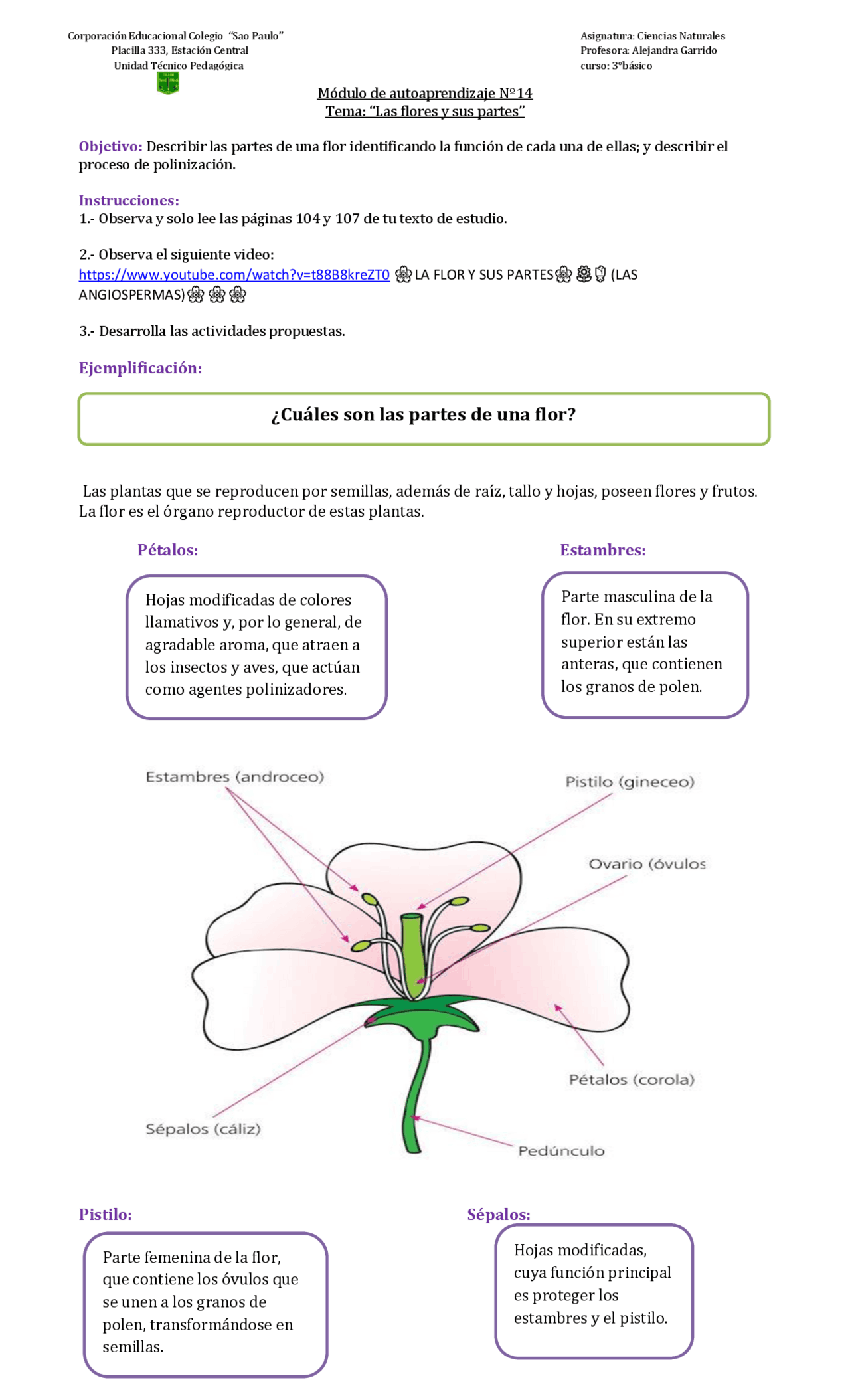 ¿Cuáles son las partes de una flor? | Apuntes de Ciencias | Docsity