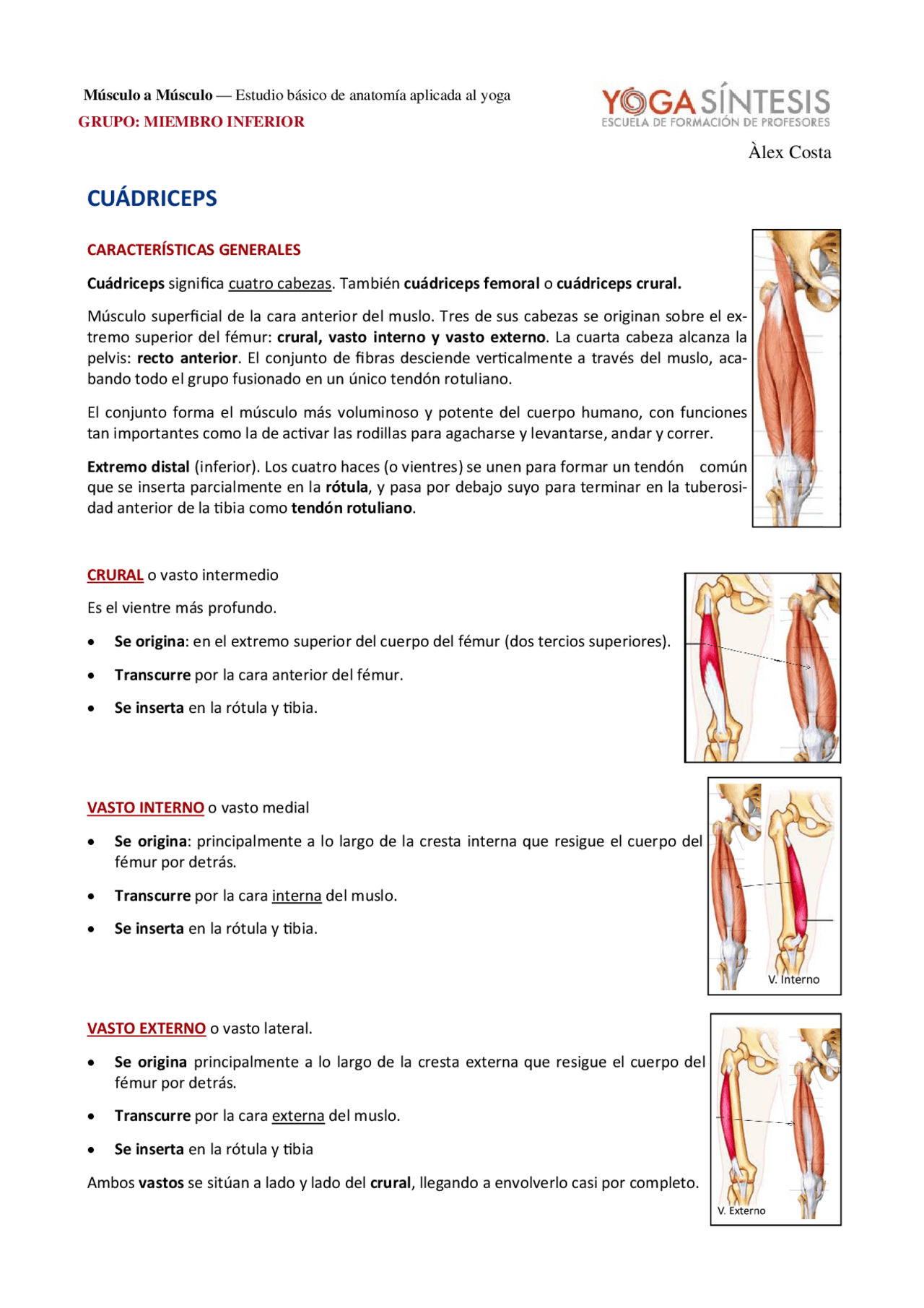 Cuadricepspdf Monografías Ensayos De Anatomía Docsity