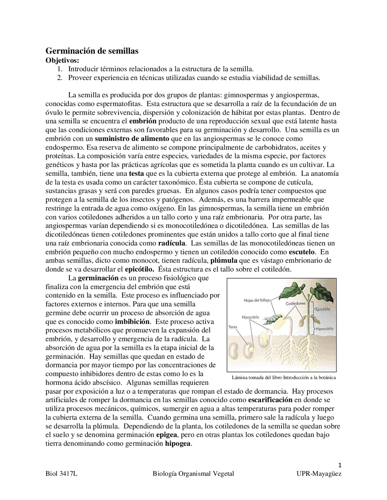 Germinación De Semillas Monografías Ensayos De Biología Docsity