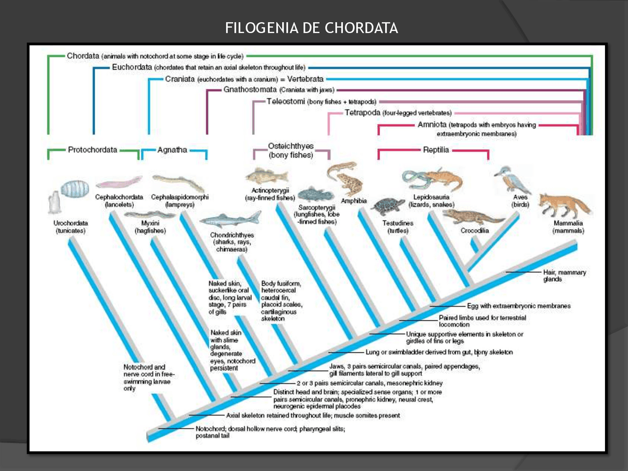 Filogenia De Chordata Esquemas Y Mapas Conceptuales De Latín Docsity
