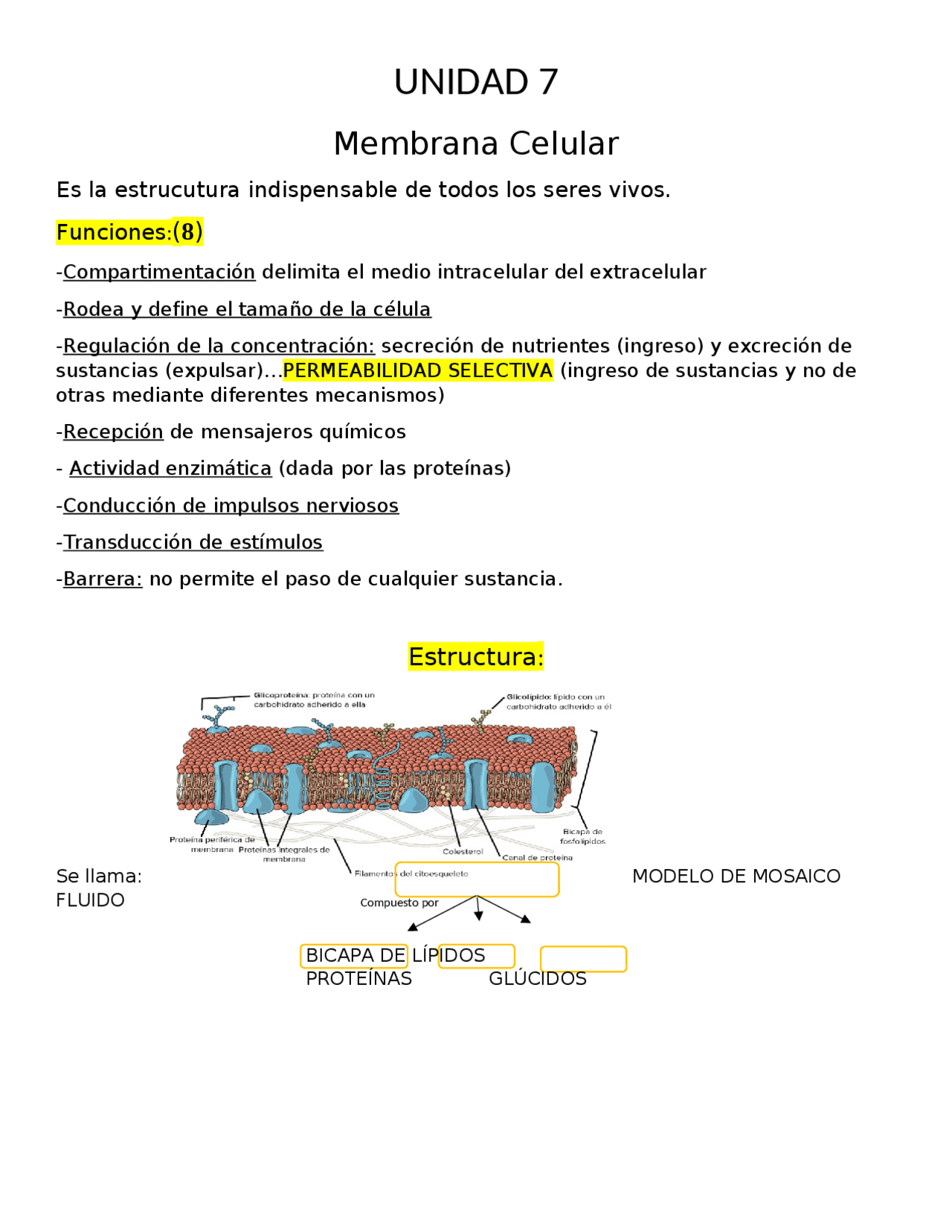 Resumen De Membrana Celular Summaries Biology Docsity