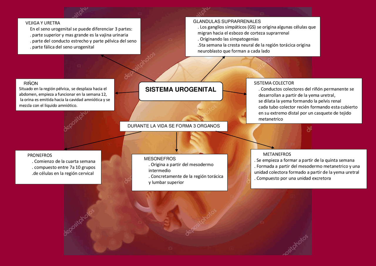 SISTEMA UROGENITAL, MAPA MENTAL, EMBRIOLOGÍA | Esquemas y mapas ...