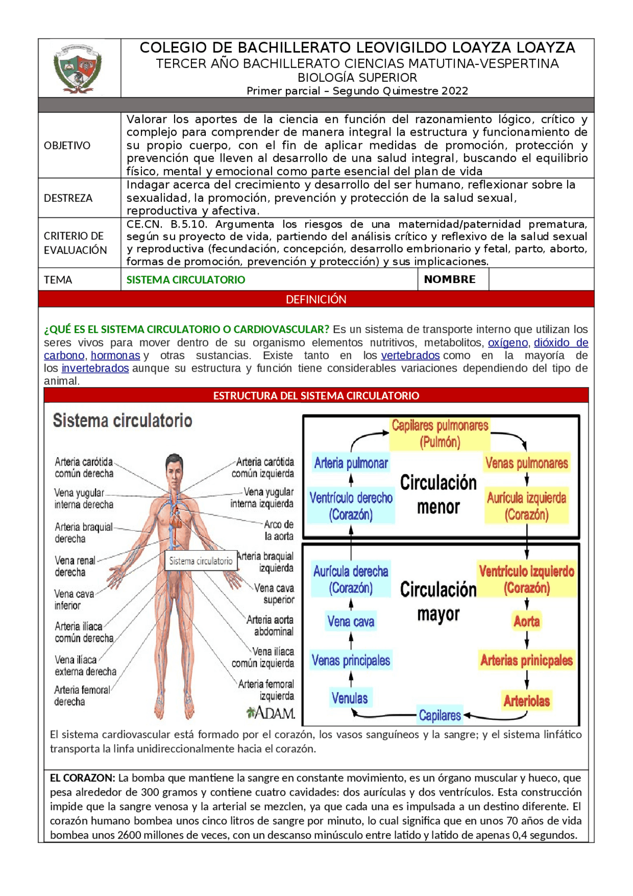 El Sistema Circulatorio Esquemas Y Mapas Conceptuales De Anatomía