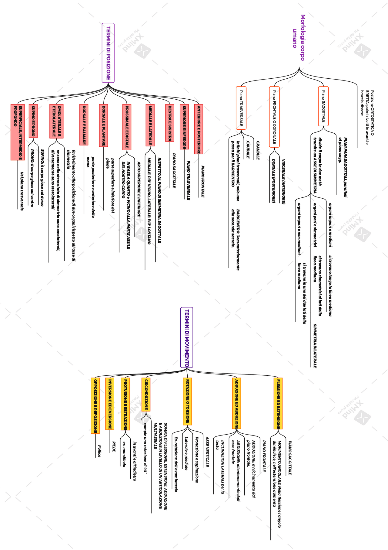 Mappe dell'Apparato Locomotore di Anatomia, riassunto completo dal ...