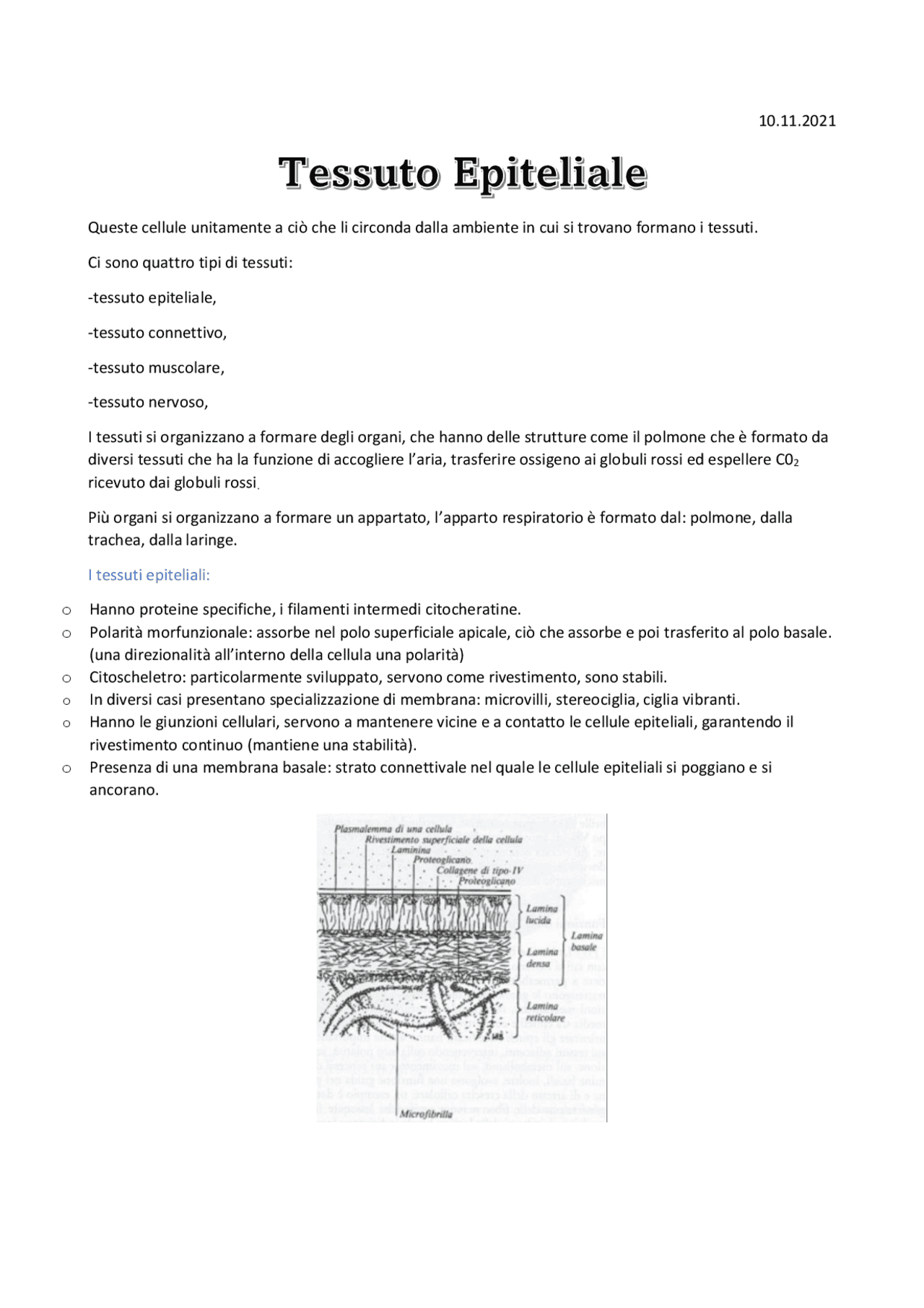 Tessuto Epiteliale Appunti Di Anatomia Docsity