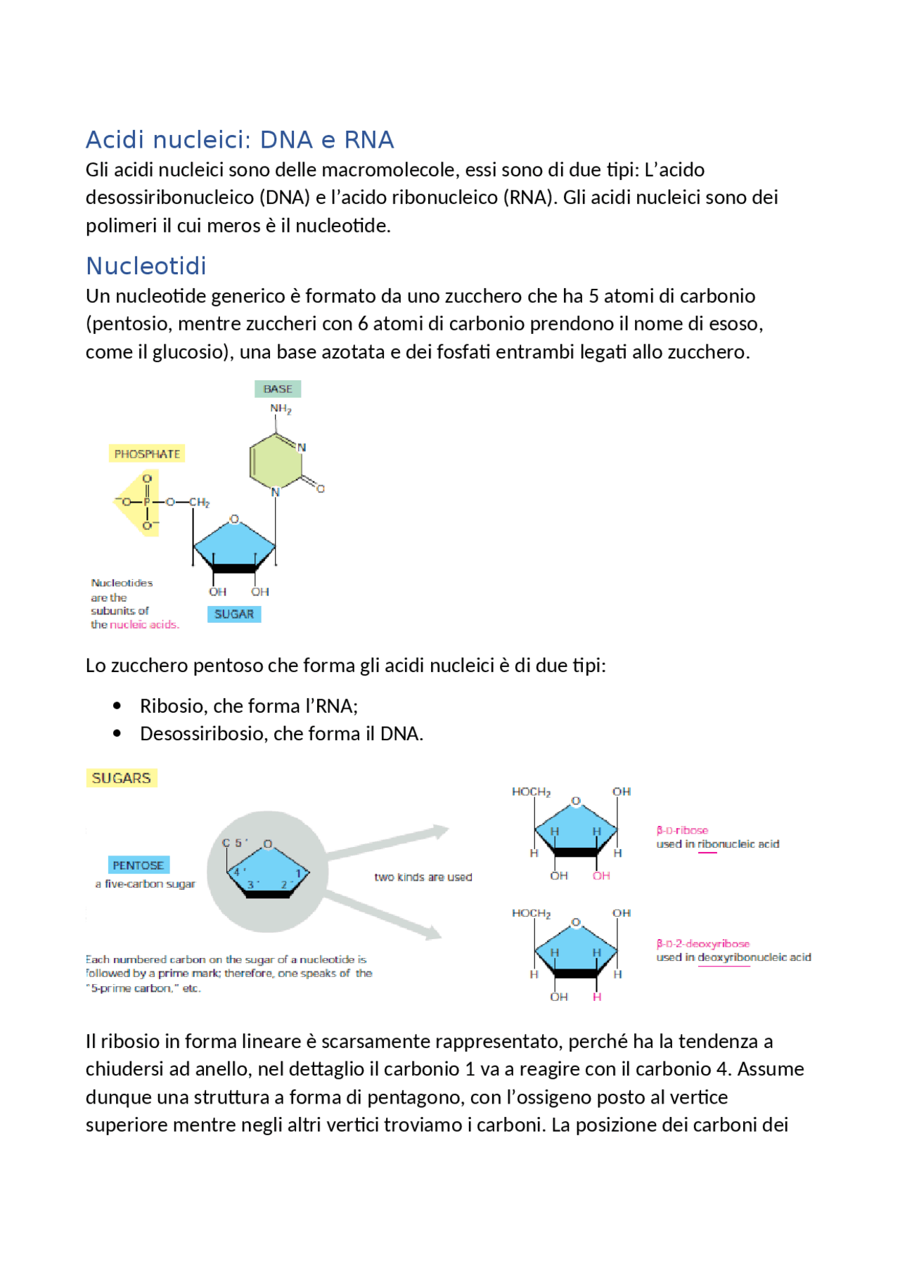 Acidi Nucleici Dna E Rna Sbobinature Di Citologia Docsity