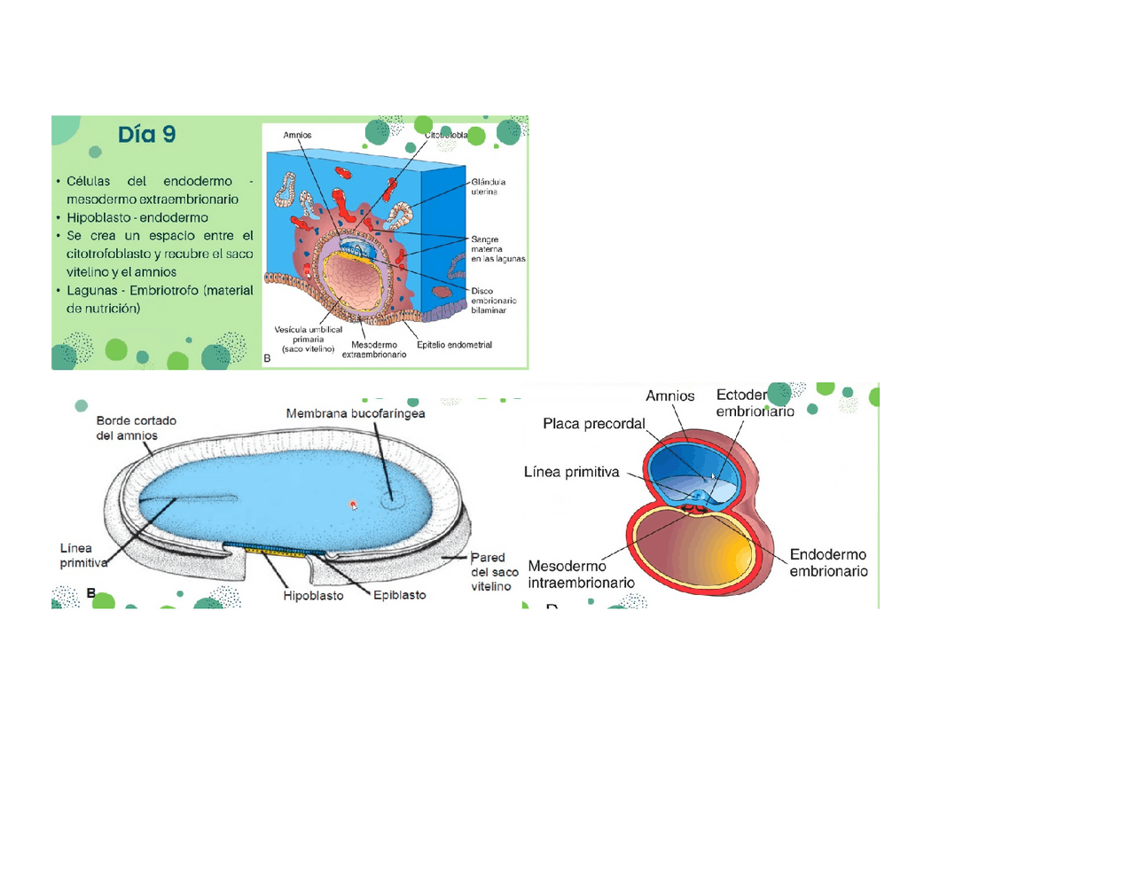Embriología Mola Y Placenta Apuntes De Embriología Docsity