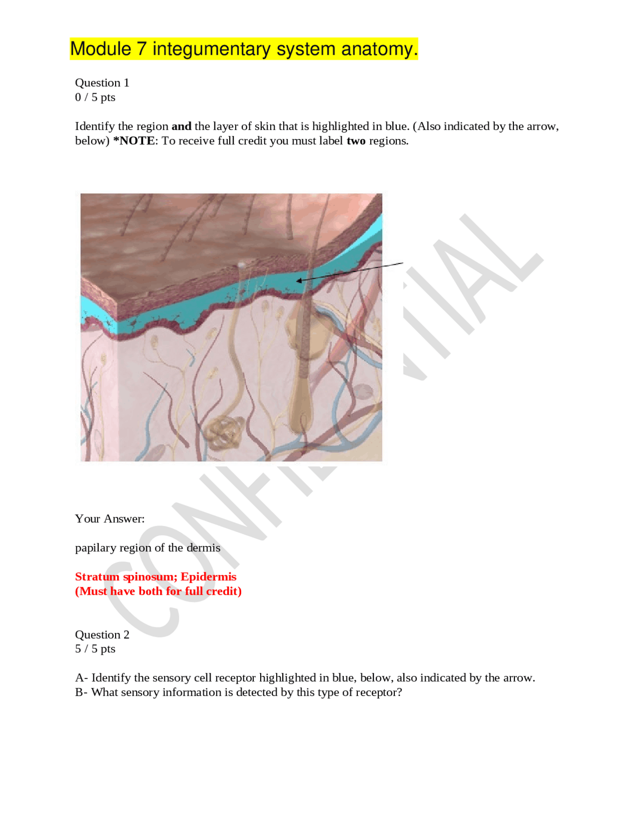 Module 7 Integumentary System Anatomy | Exams Nursing | Docsity
