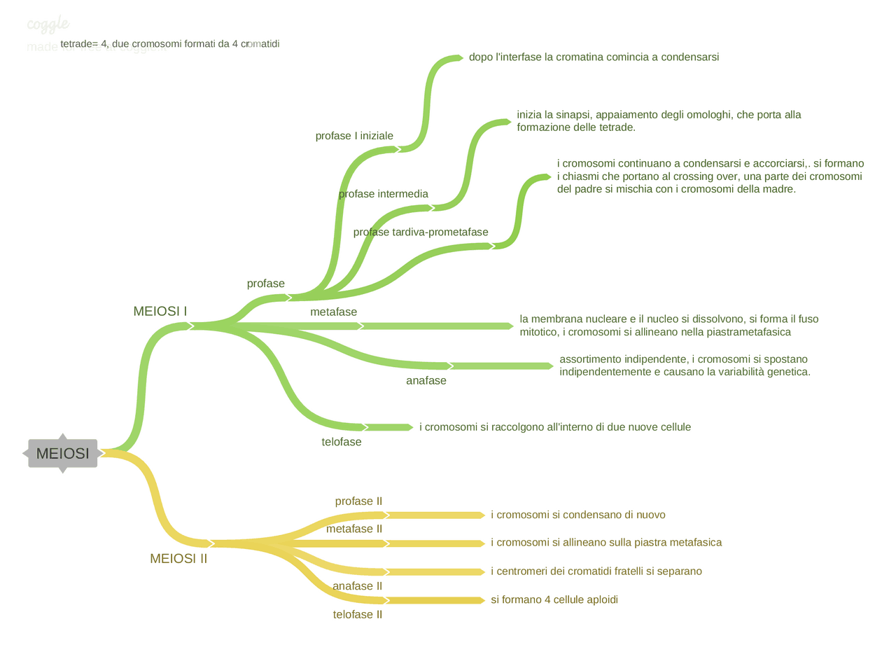 Schema sulla mitosi | Schemi e mappe concettuali di Biologia | Docsity