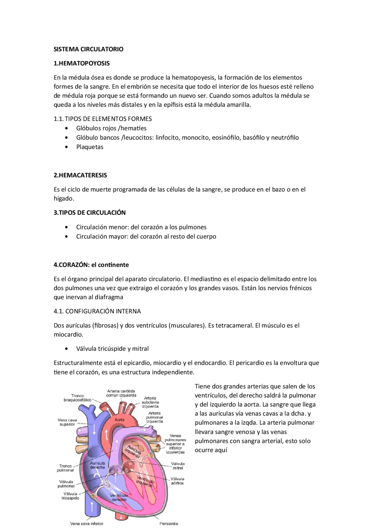 Generalidades Del Sistema Circulatorio Apuntes De Anatomía Docsity