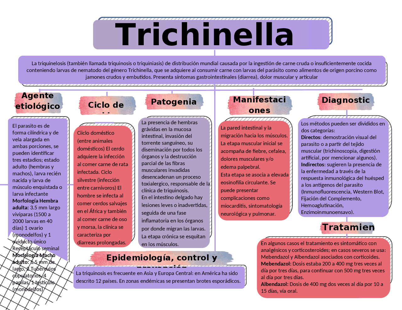 Oxiuriasis y trichinella spiralis | Esquemas y mapas conceptuales de ...