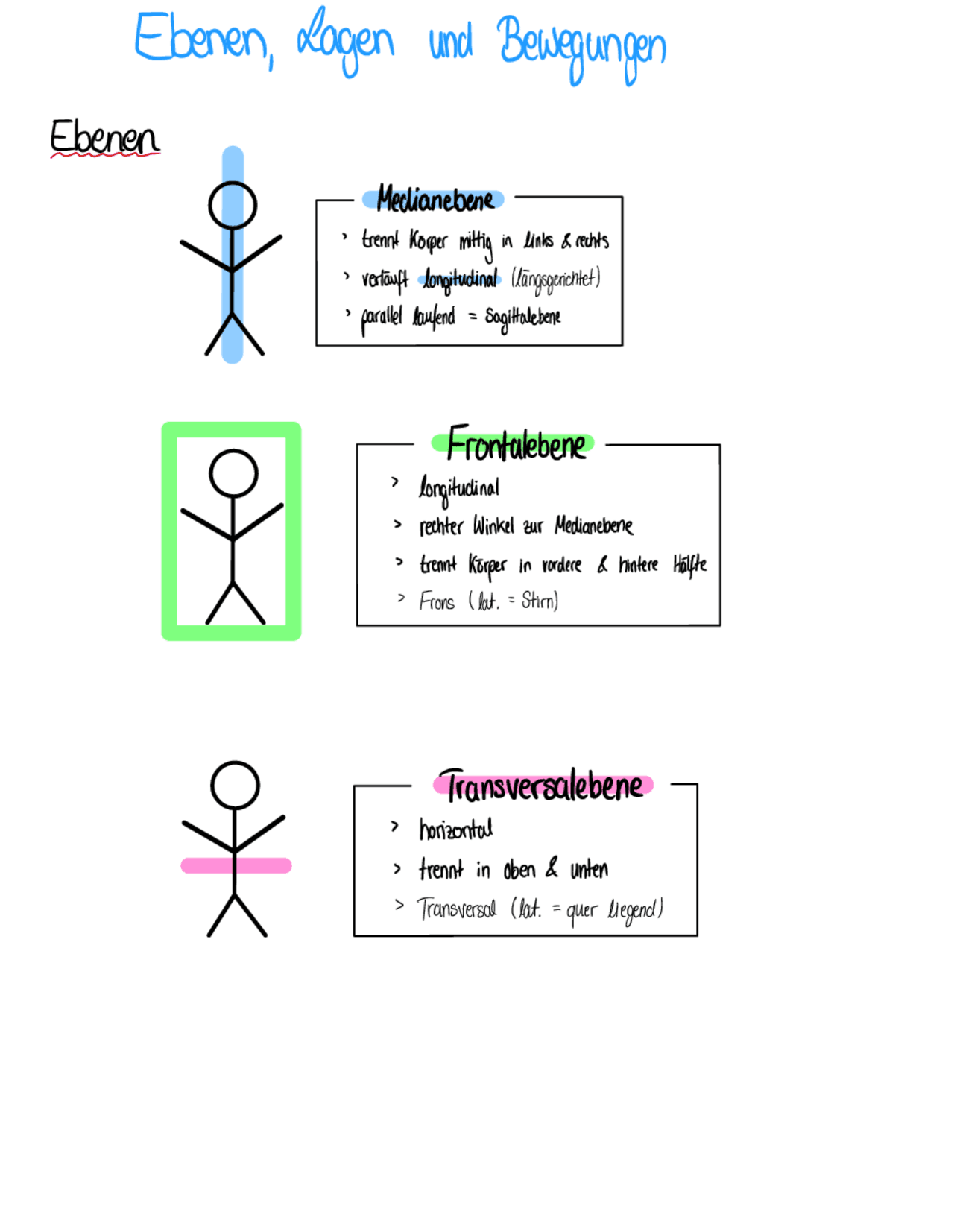 Ebenen, Lagen, Bewegungen | Skripte Anatomie und Physiologie | Docsity