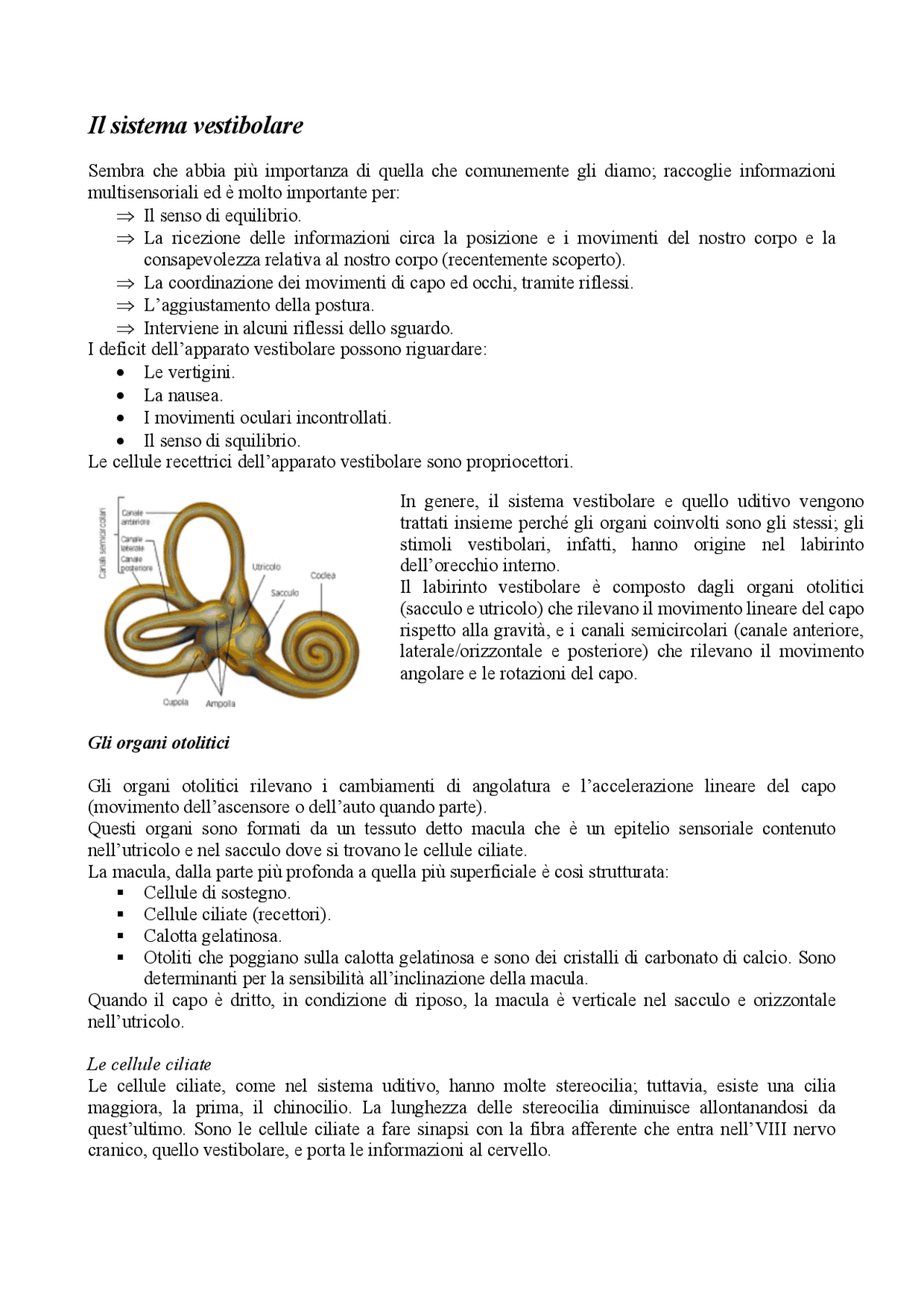 Il sistema vestibolare | Appunti di Fondamenti Anatomo-fisiologici dell ...