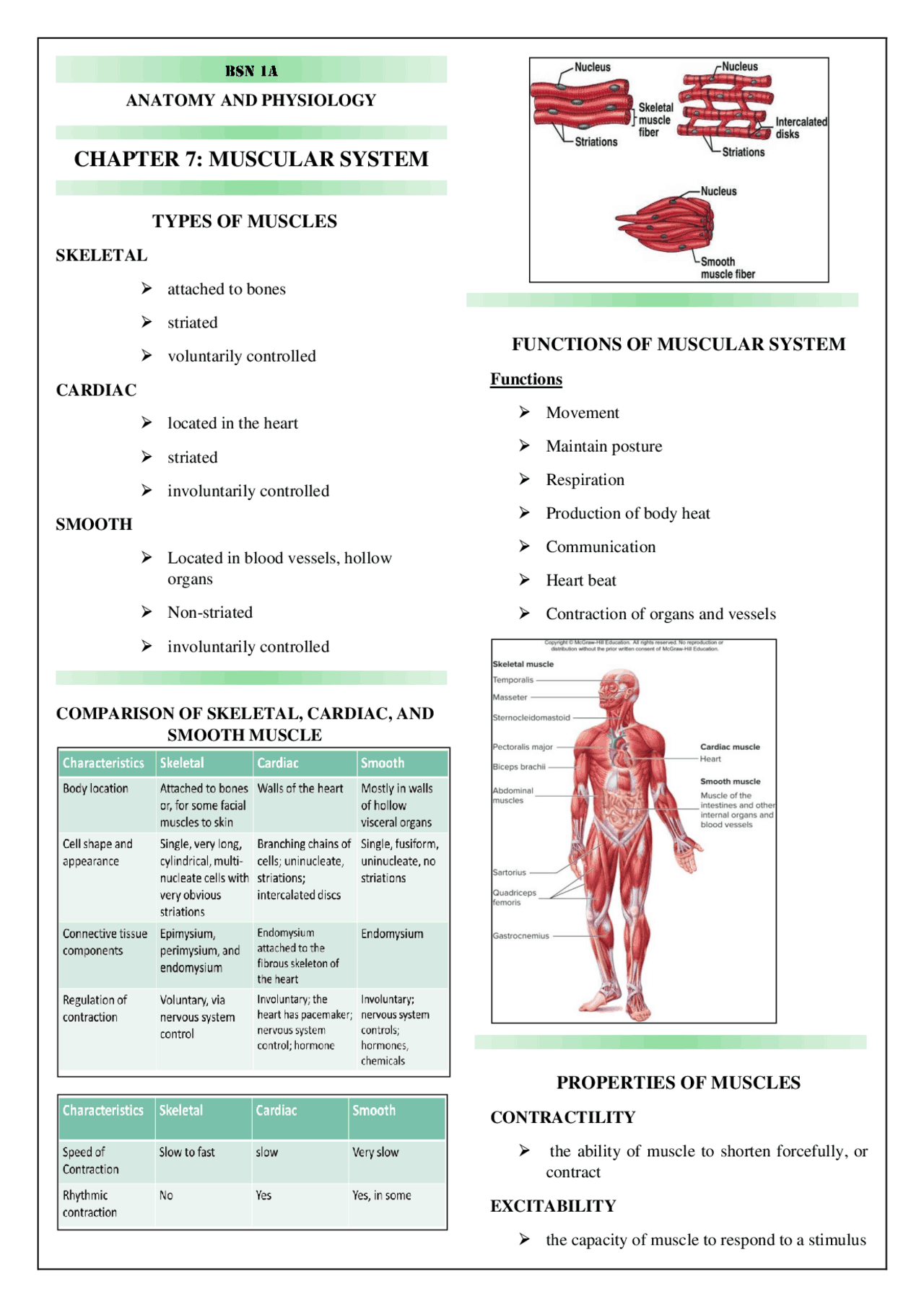 Muscular System Of The Body Lecture Notes Geomorphology Docsity