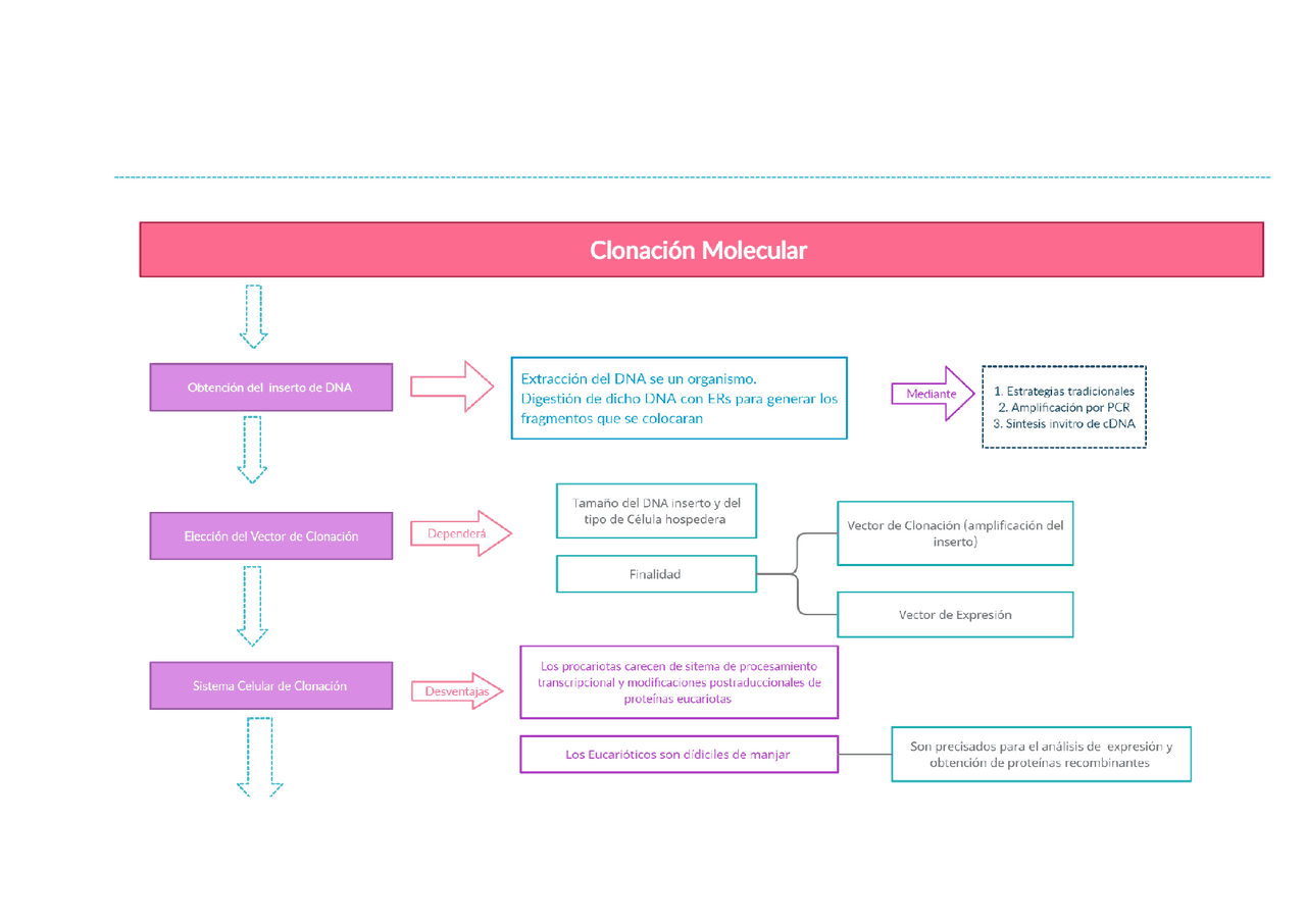 Pasos de clonación molecular | Esquemas y mapas conceptuales de ...