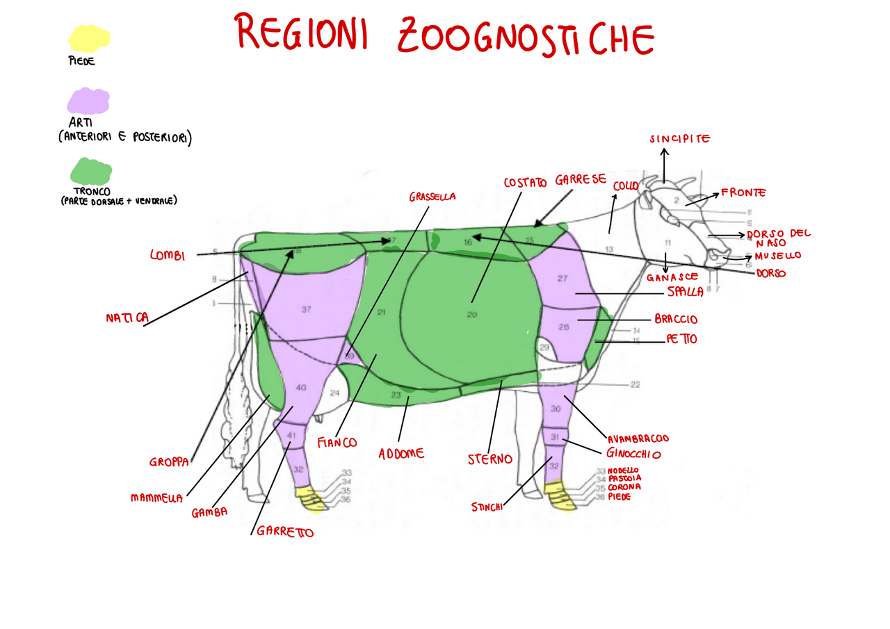 Schemi di Valutazione Morfofunzionale degli Animali | Schemi e mappe concettuali di Genetica ...