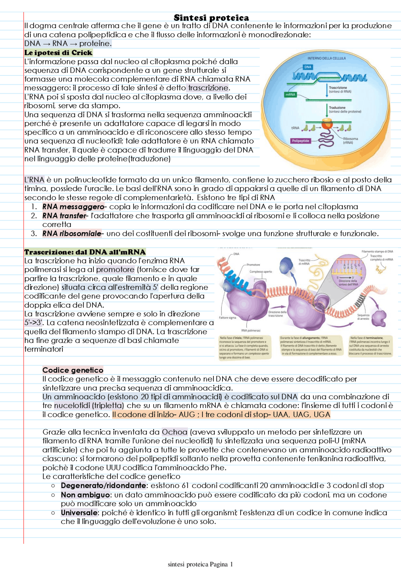 La Sintesi Proteica In Dettagli Appunti Di Biologia Docsity