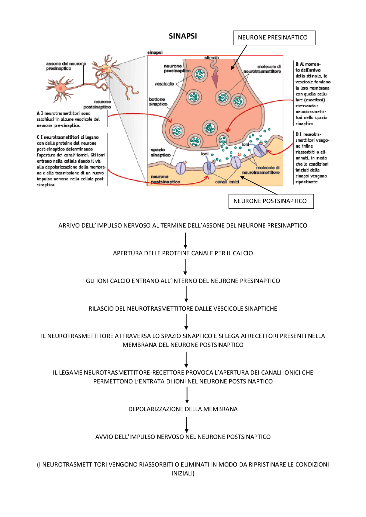 Diagramma Neurone Sinapsi Sinapsi Elettriche
