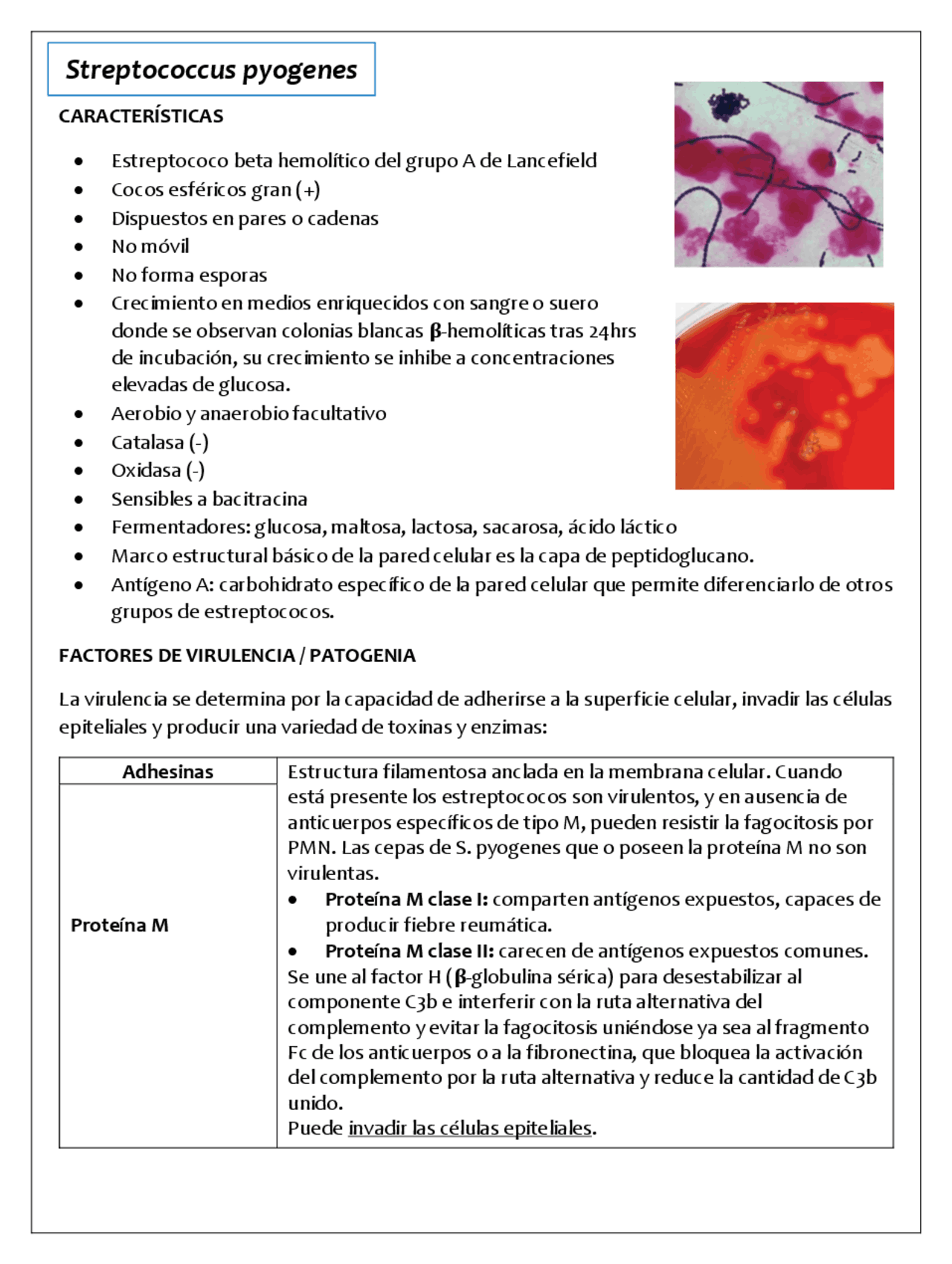 Streptococcus Pyogenes Apuntes De Bacteriología Docsity