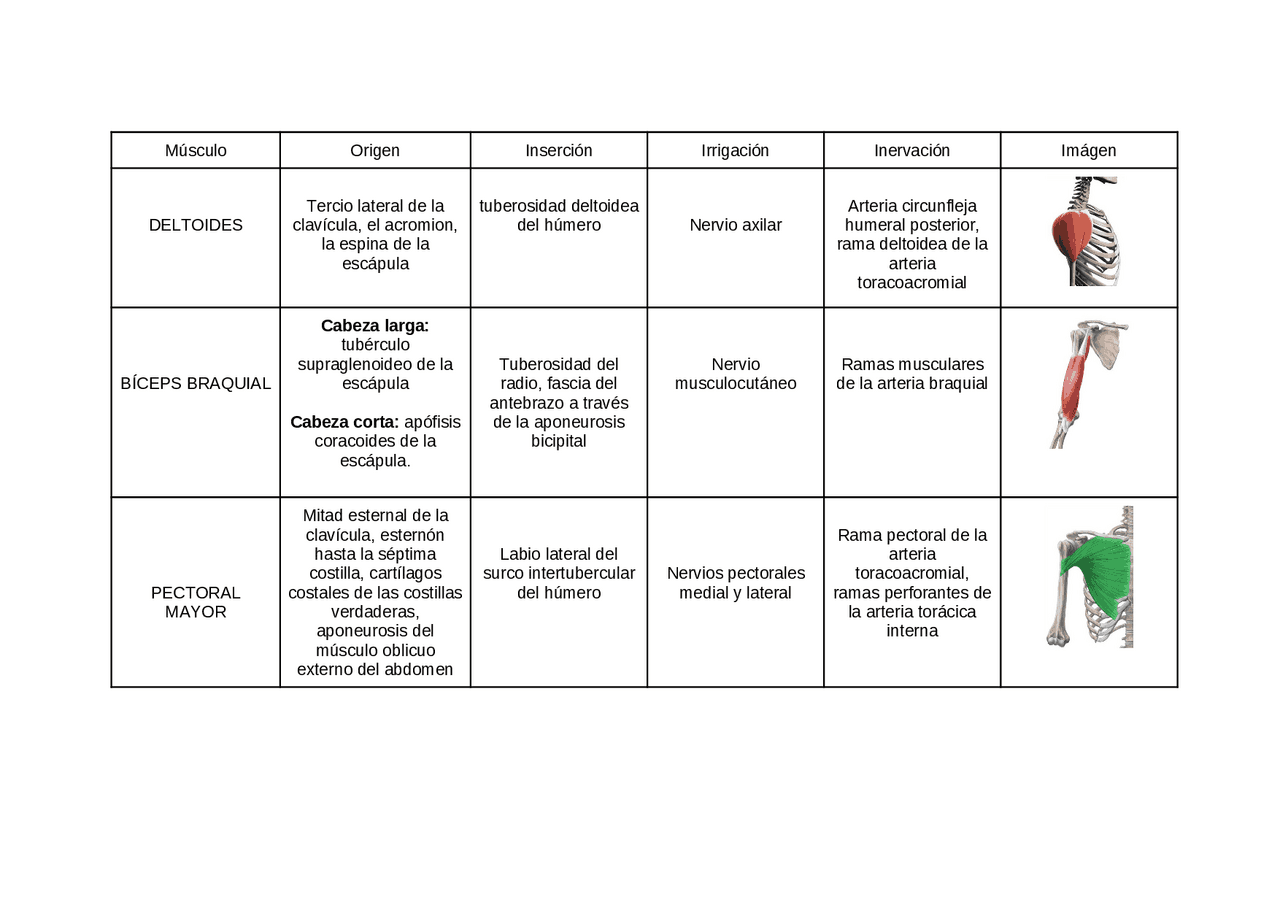 Tabla De Músculos Del Miembro Superior Apuntes De Anatomía Docsity