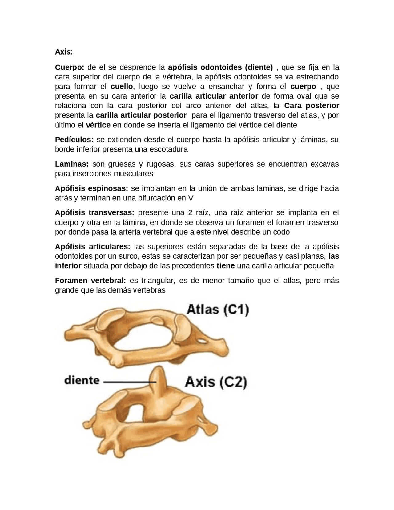 VERTEBRAS CERVICALES, AXIS | Resúmenes de Anatomía | Docsity