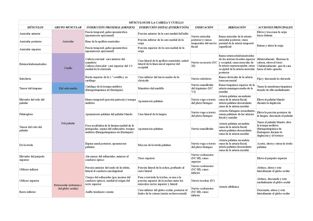 Tabla De Músculos De Cabeza Y Cuello Apuntes De Anatomía Docsity