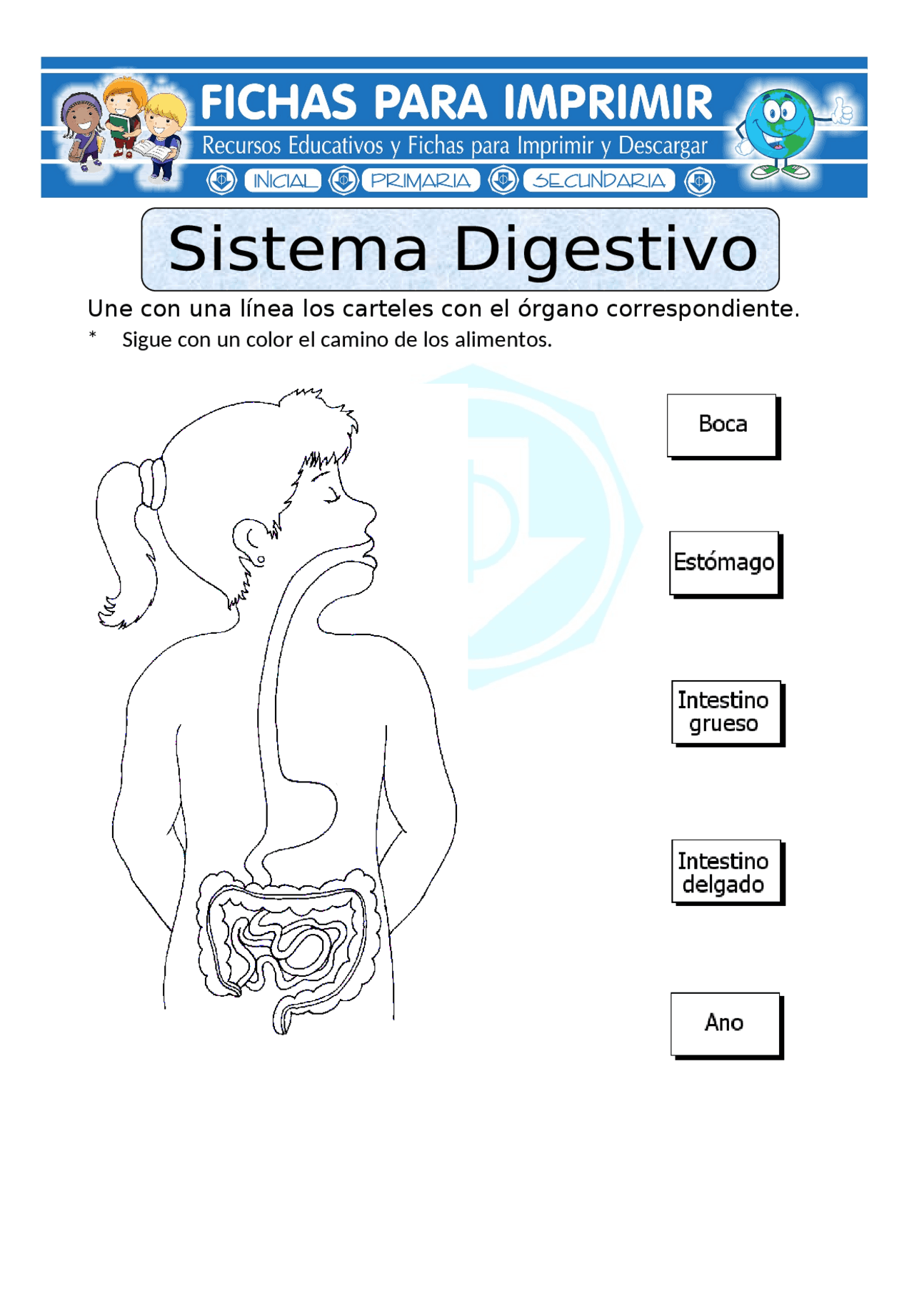 El Cuerpo Humano Primaria Ejercicios De Anatomía Aplicada Docsity