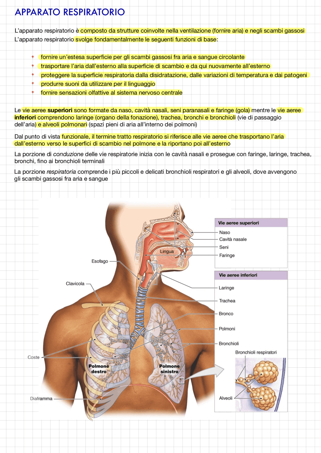Diagramma Del Sistema Respiratorio Umano Senza Etichetta Organo