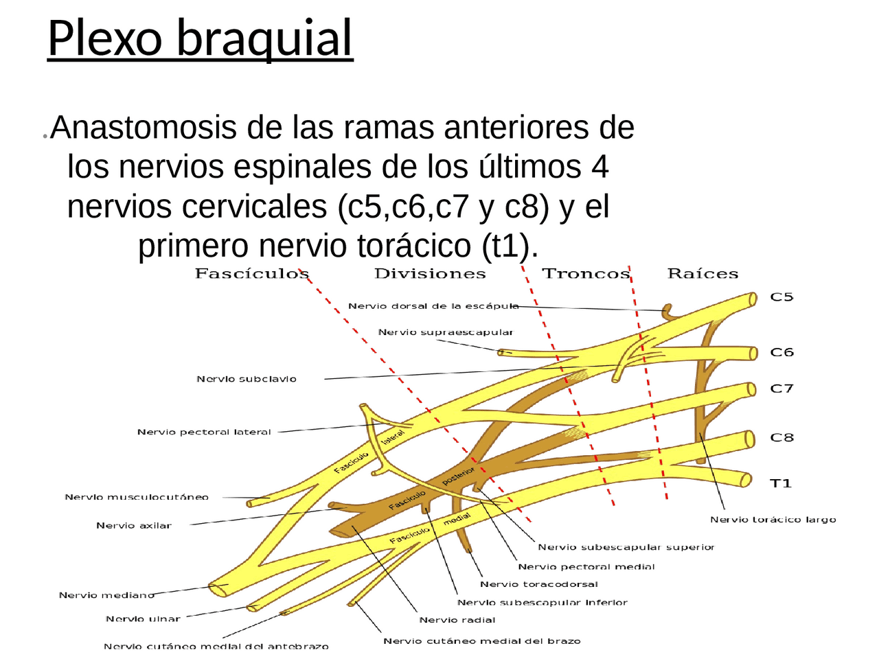 Nervio Cutáneo Braquial Medial