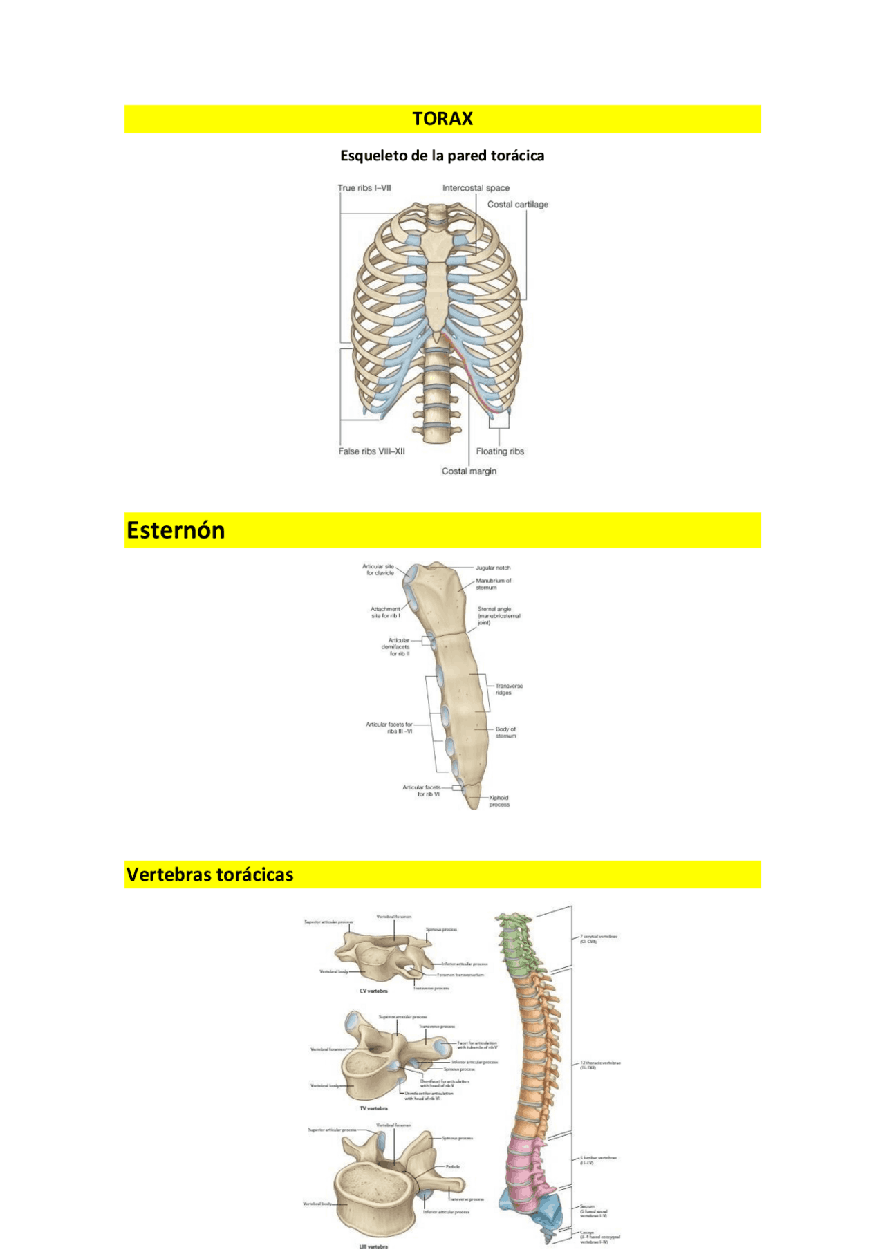 torax anatomia torax anatomia | Resúmenes de Medicina | Docsity