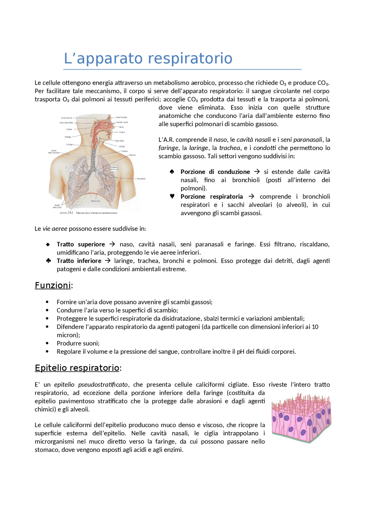 Martini Anatomia Umana Schemi E Mappe Concettuali Di Anatomia Docsity