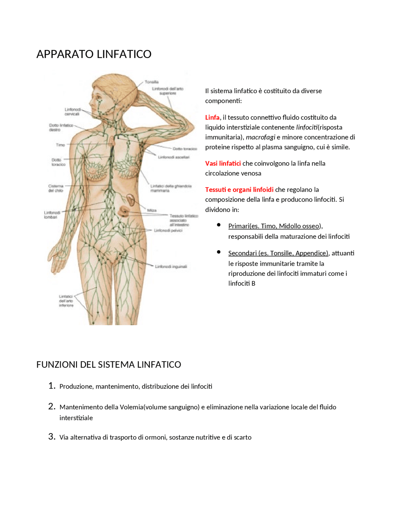 Anatomia Umana Martini Schemi E Mappe Concettuali Di Anatomia Docsity