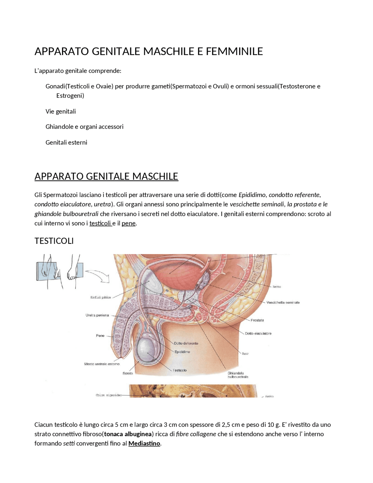 Martini Anatomia Umana Schemi E Mappe Concettuali Di Anatomia Docsity