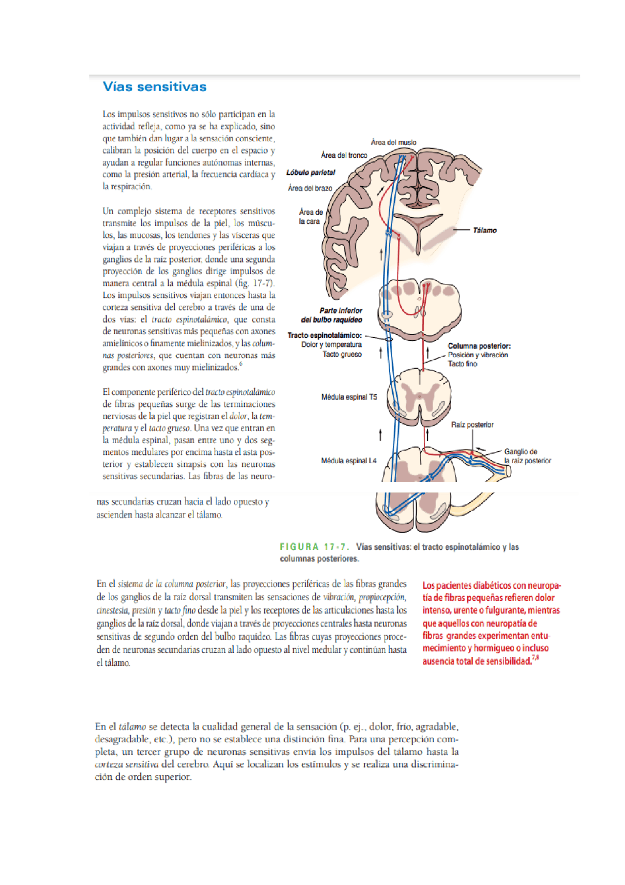 Lecturas Función Sensitiva Apuntes De Neurología Docsity