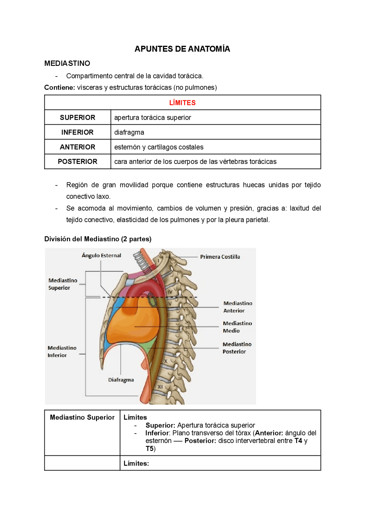 Apuntes De Anatomía De Corazón Apuntes De Anatomía Docsity
