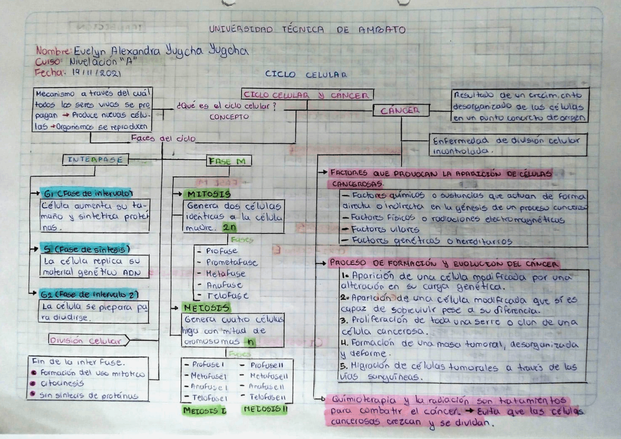 Biología Ciclo Celular Muerte Celular Apoptosis Apuntes De