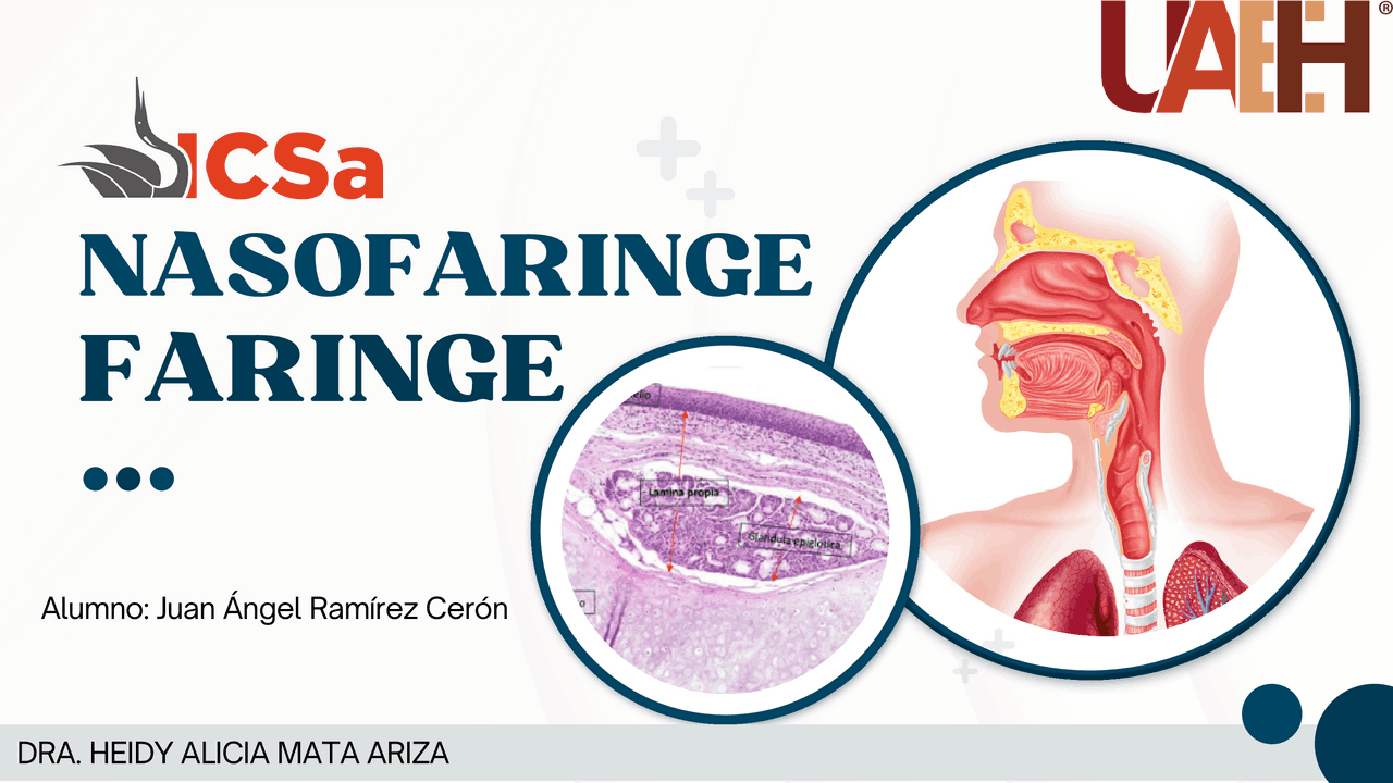 Nasofaringe Y Faringe Diapositivas De Anatomía Docsity