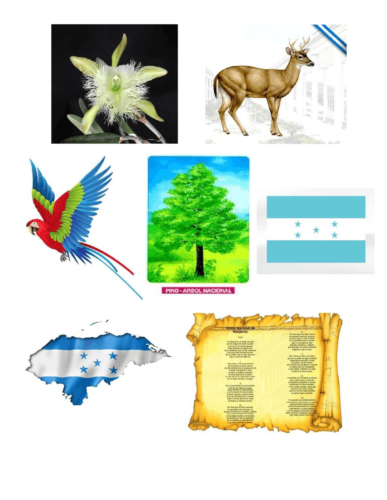 Símbolos nacionales de Honduras | Esquemas y mapas conceptuales de ...