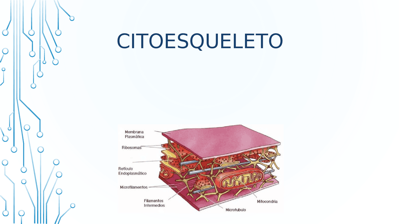 Citoesqueleto exposicion biologia general | Esquemas y mapas ...