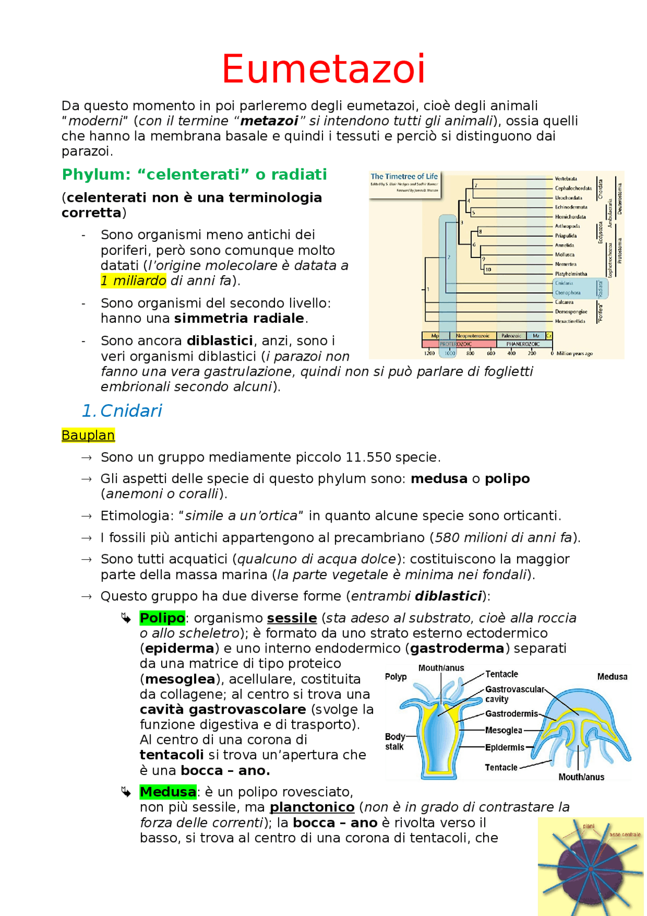 Eumetazoi - i radiati | Dispense di Zoologia | Docsity