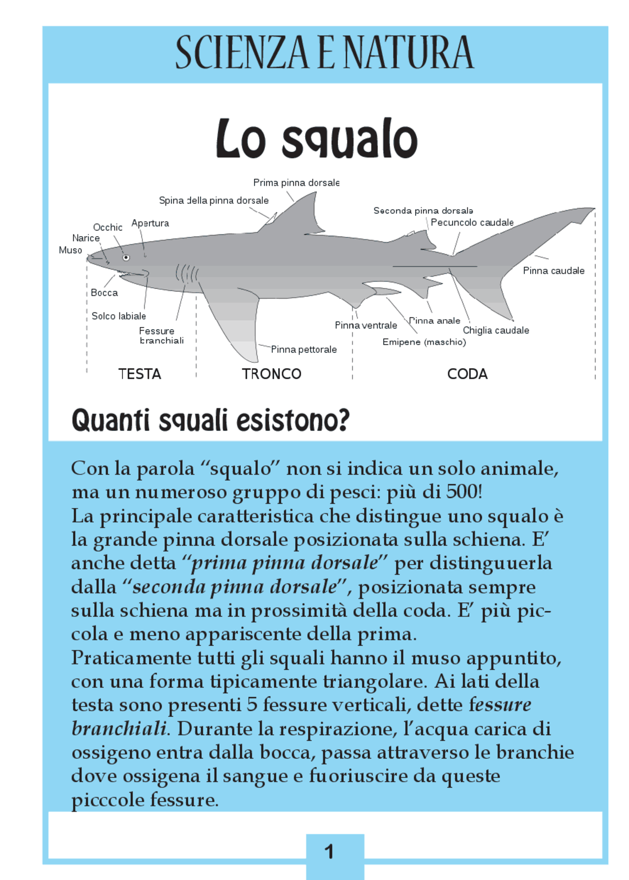 Gli squali ambiente e descrizione | Schemi e mappe concettuali di ...
