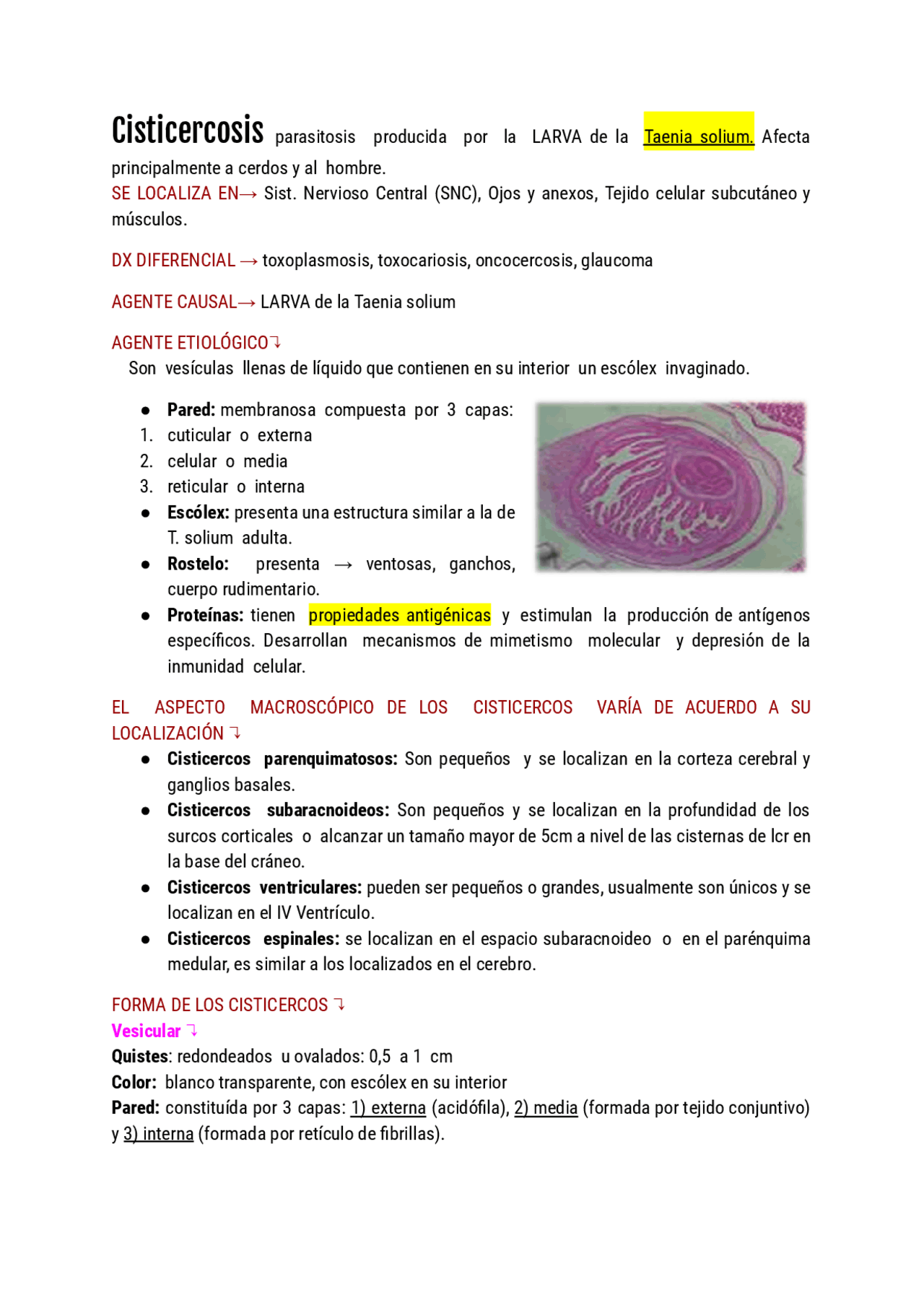 Cisticercosis Neurocisticercosis Apuntes De Parasitología Docsity
