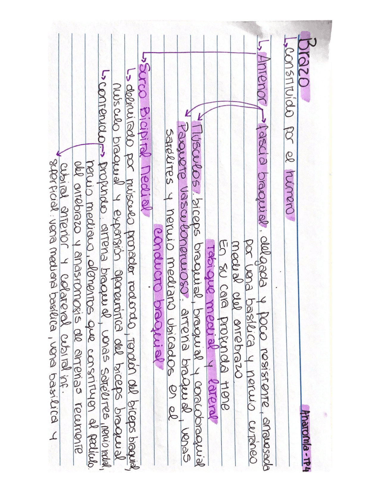 Anatomia Generalidades De Brazo Apuntes De Anatomía Dental Docsity