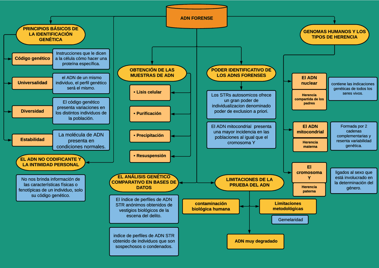ADN FORENSE-MAPA CONCEPTUAL | Esquemas y mapas conceptuales de Biología | Docsity