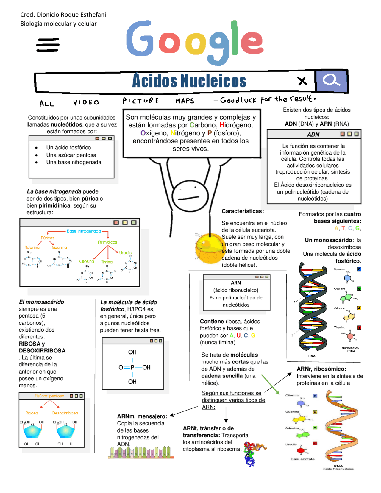 Acidos nucleicos biologia molecular y celular | Esquemas y mapas conceptuales de Biología ...