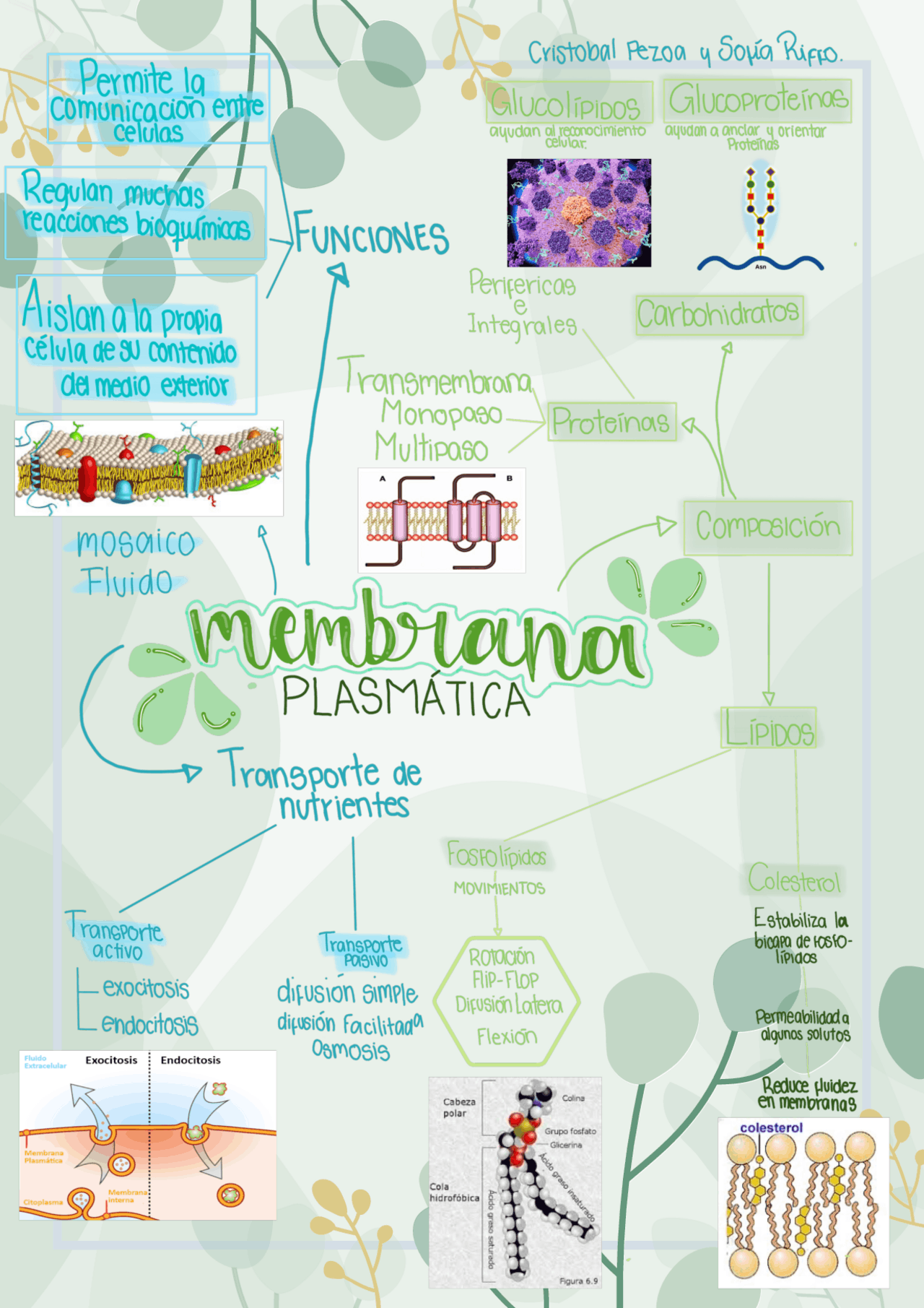 Membrana Plasmatica Biologia Celular Apuntes De Biología Docsity