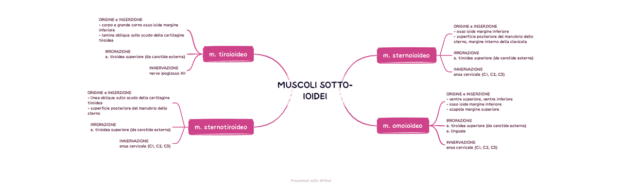 Mappa Concettuale Muscoli Sovra E Sotto Ioidei Schemi E Mappe