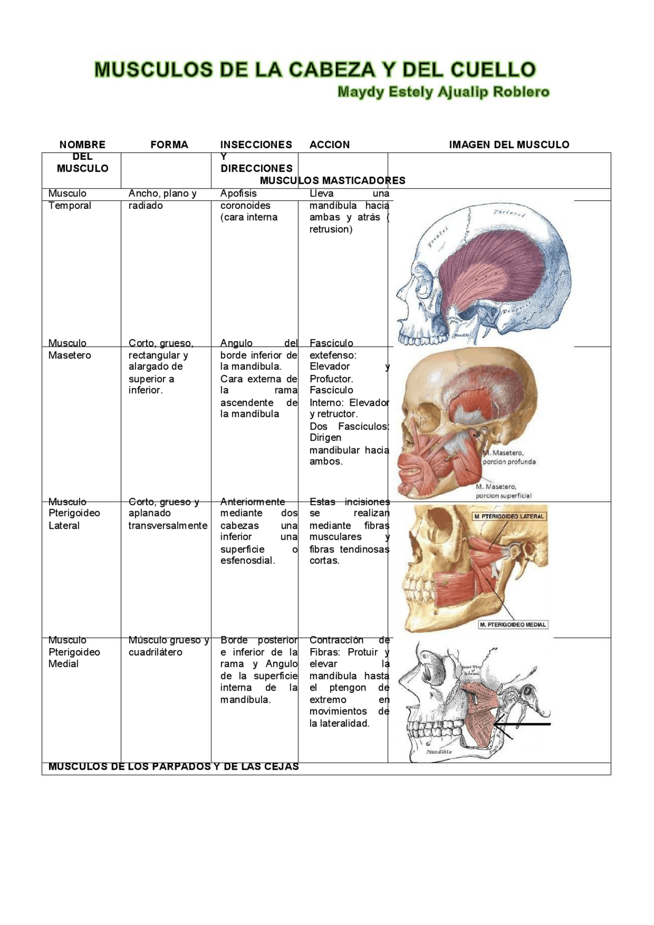 Músculos Cabeza Y Cuello Apuntes De Anatomía Docsity