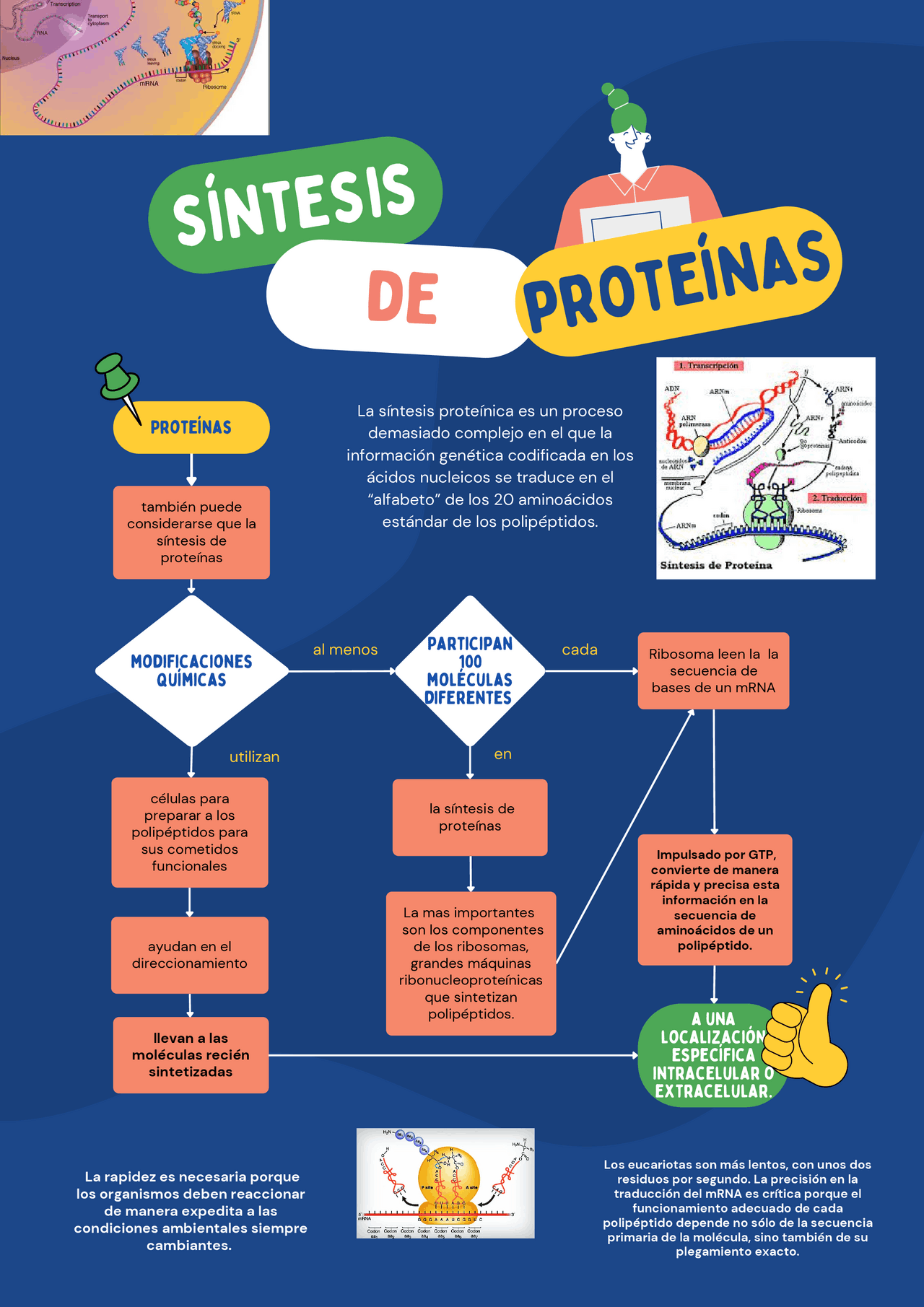 Síntesis De Proteínas Esquemas Y Mapas Conceptuales De Bioquímica Docsity