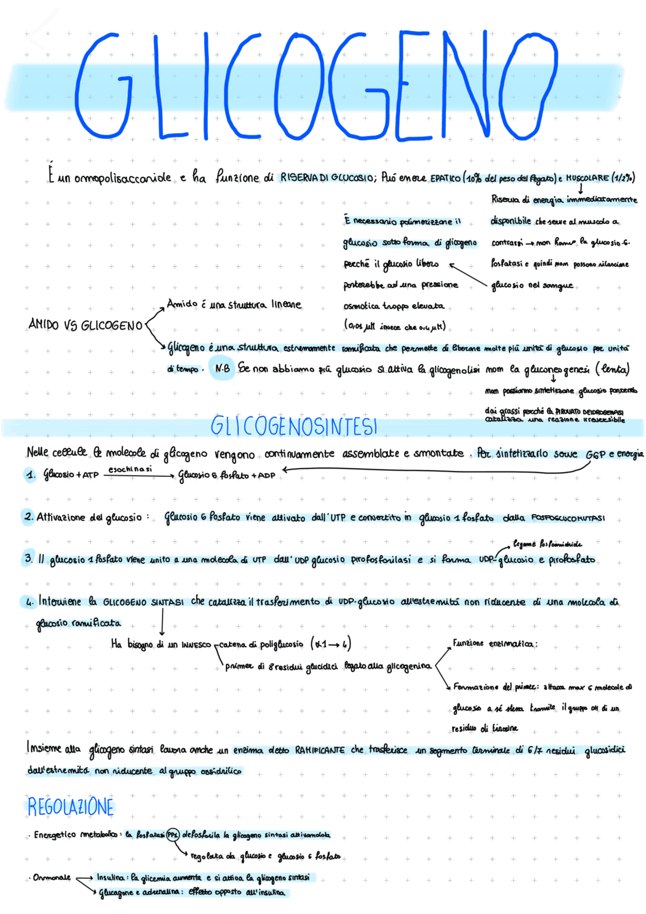 GLICOGENOSINTESI e GLICOGENOLISI | Schemi e mappe concettuali di ...